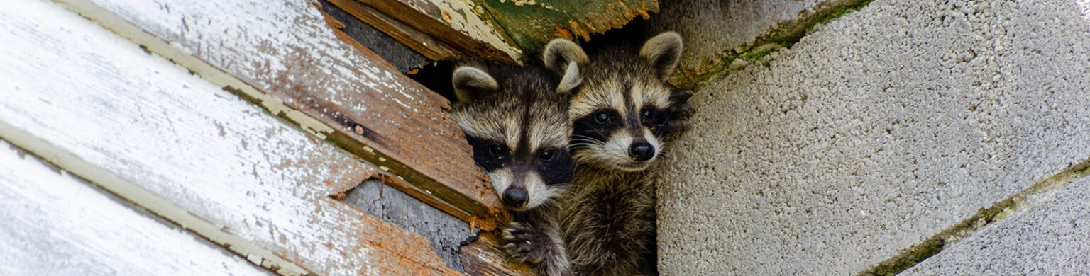 Raccoon Removal | Rid-A-Critter GA & AL