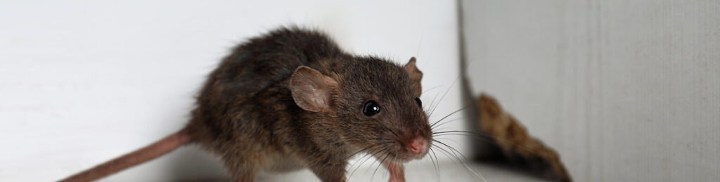 Humane Rodent Control & Damage Repair | Rid-A-Critter