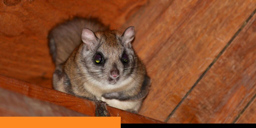 Flying Squirrels in Georgia | An In-Depth Overview