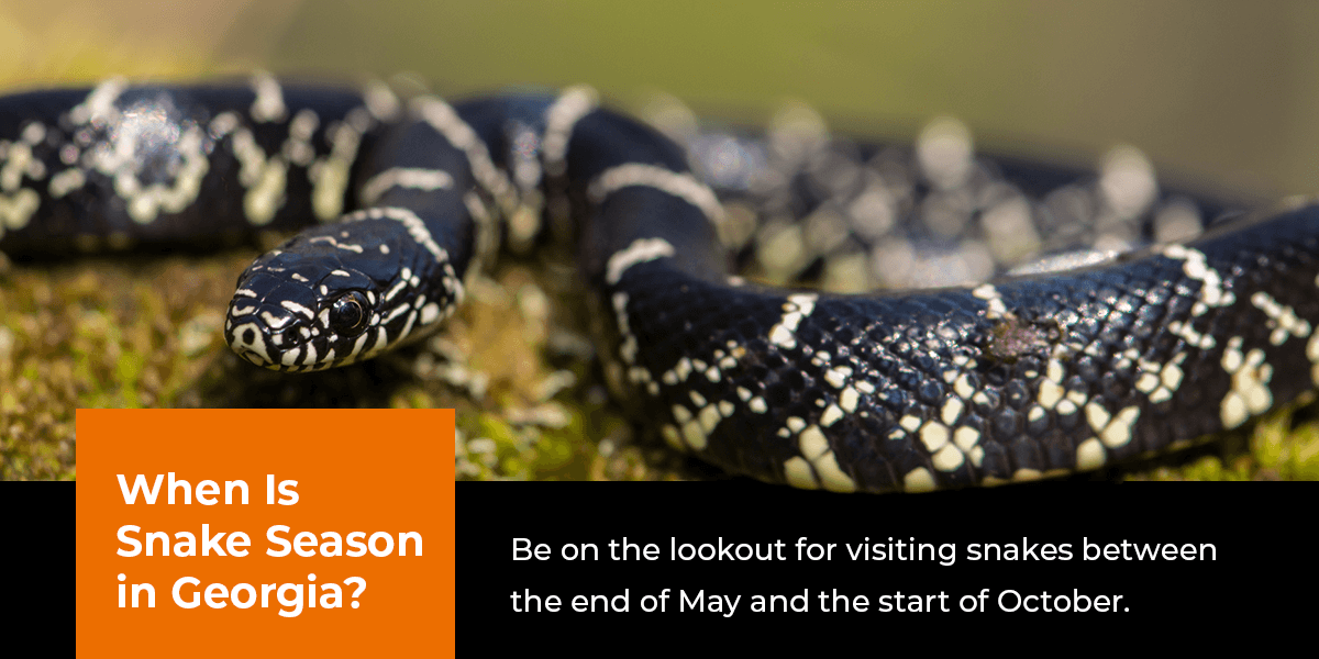 The Types Of Snakes Found In Georgia | Rid-A-Critter