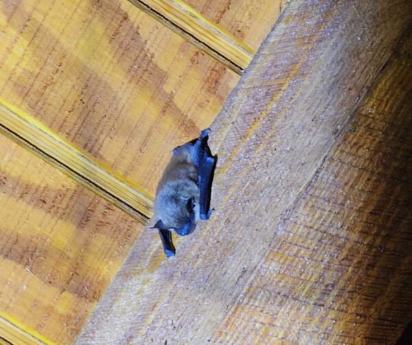 How To Tell If You Have Bats in the Attic - Rid A Critter